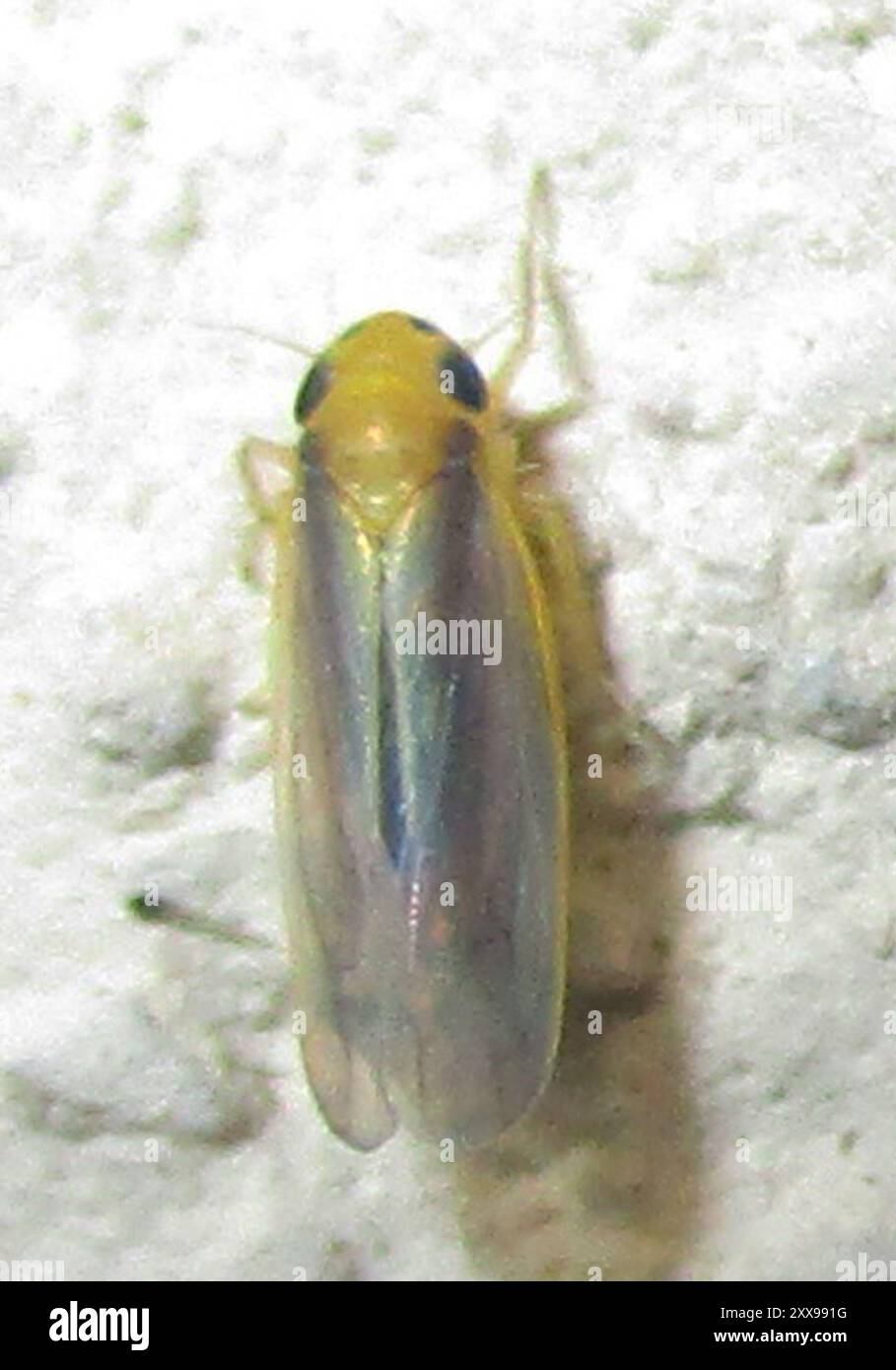 Maize Leafhopper (Cicadulina mbila) Insecta Stock Photo - Alamy