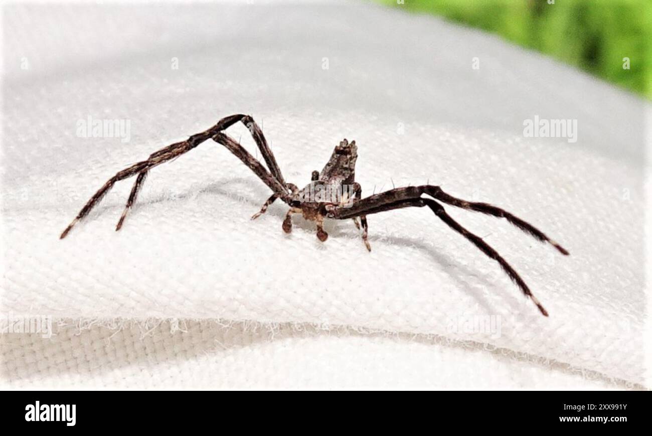 Square-ended Crab Spiders (Sidymella) Arachnida Stock Photo - Alamy