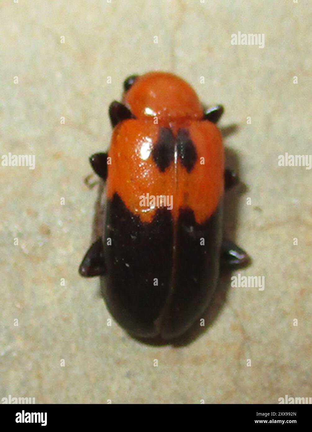 Skeletonizing Leaf and Flea Beetles (Galerucinae) Insecta Stock Photo ...