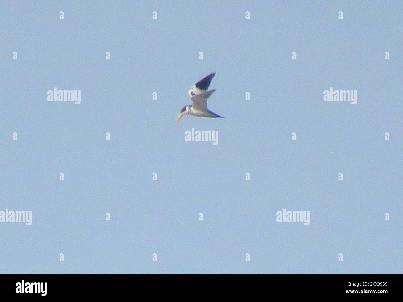 Large-billed Tern (Phaetusa simplex) Aves Stock Photo - Alamy