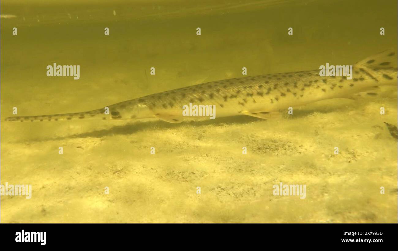 Longnose Gar (Lepisosteus osseus) Actinopterygii Stock Photo - Alamy