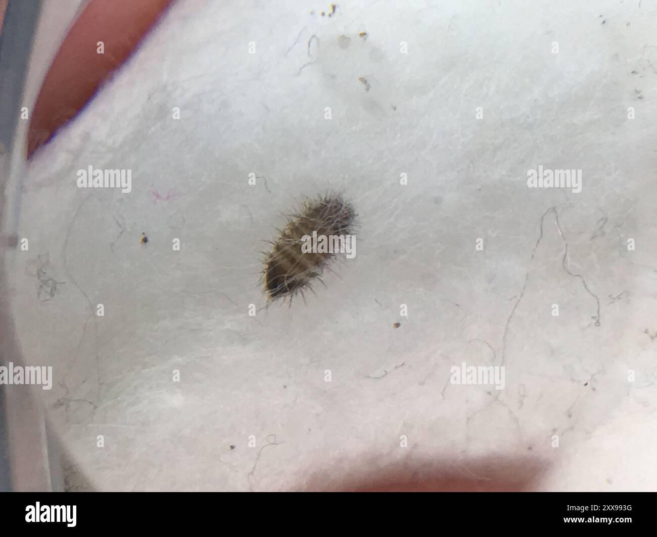 Skin Beetles (Dermestidae) Insecta Stock Photo - Alamy