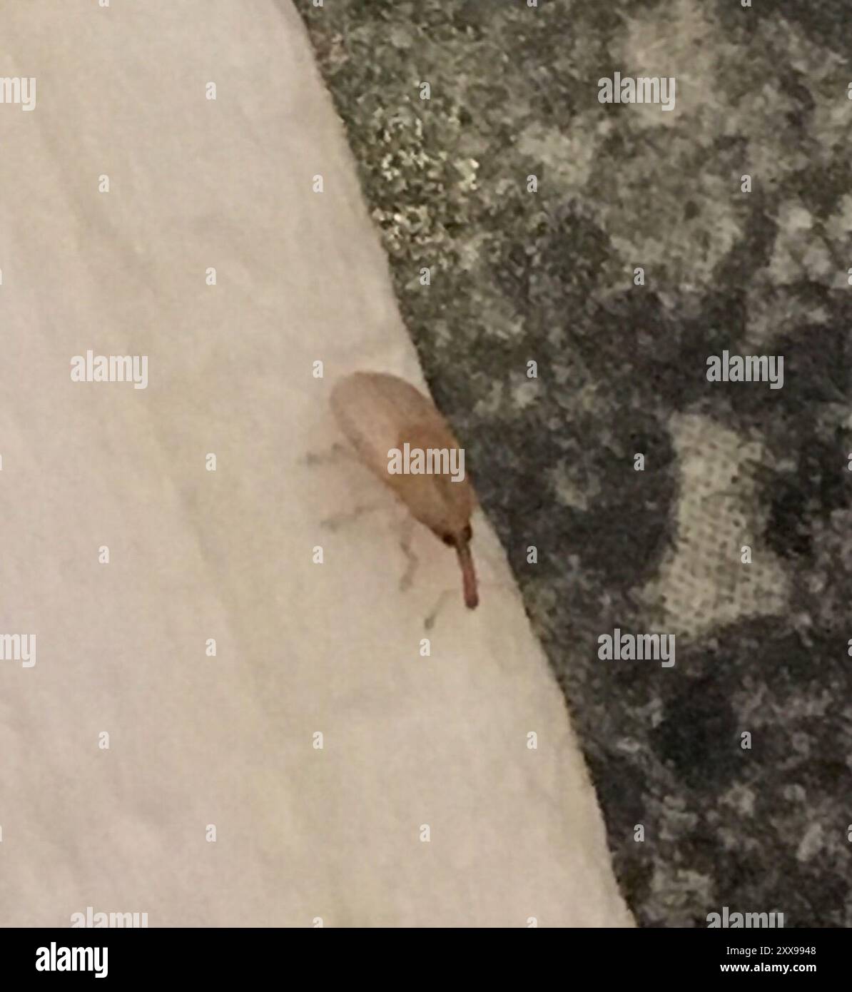 (Notolomus basalis) Insecta Stock Photo - Alamy