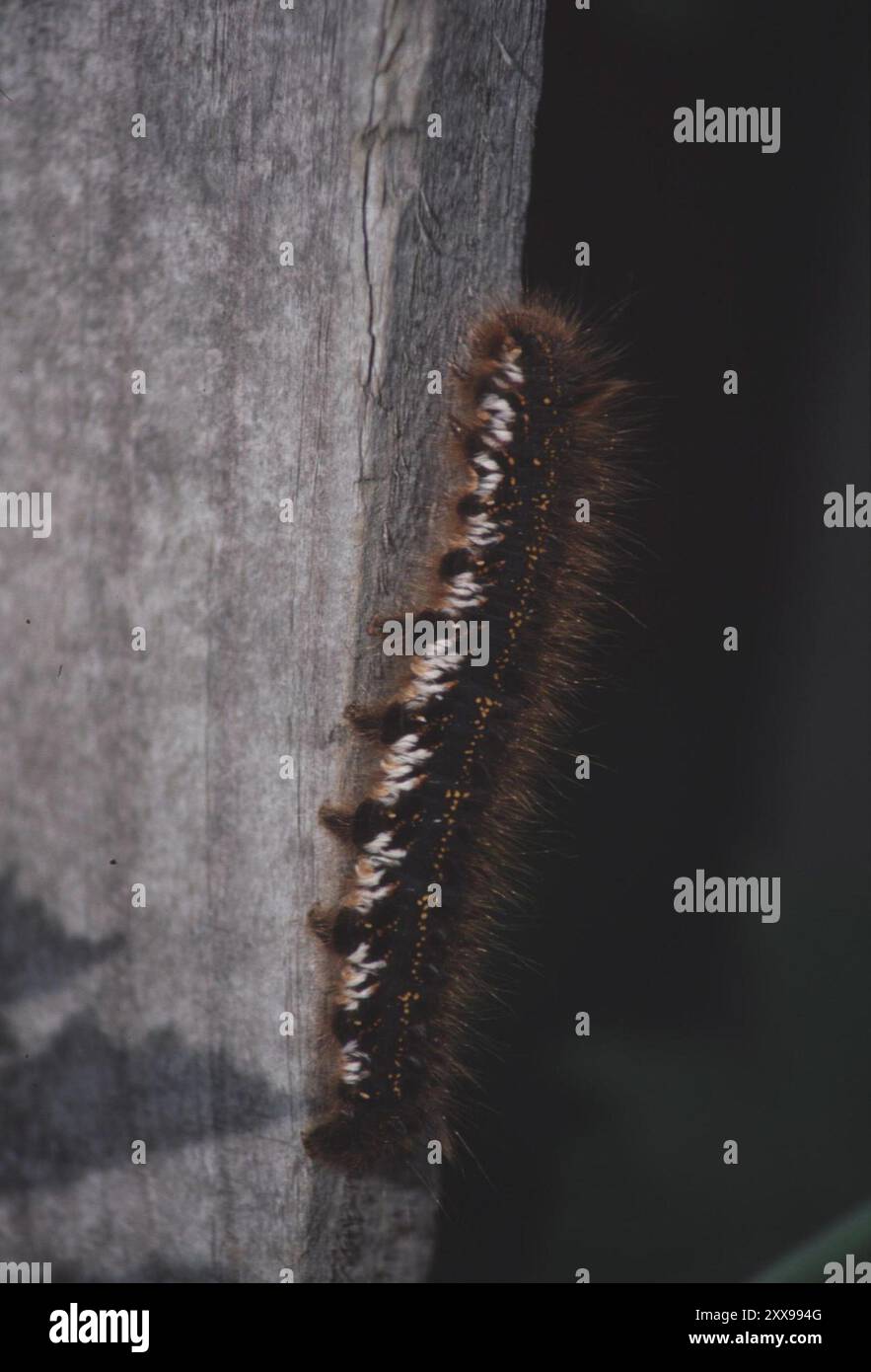 Drinker Moth (Euthrix potatoria) Insecta Stock Photo - Alamy