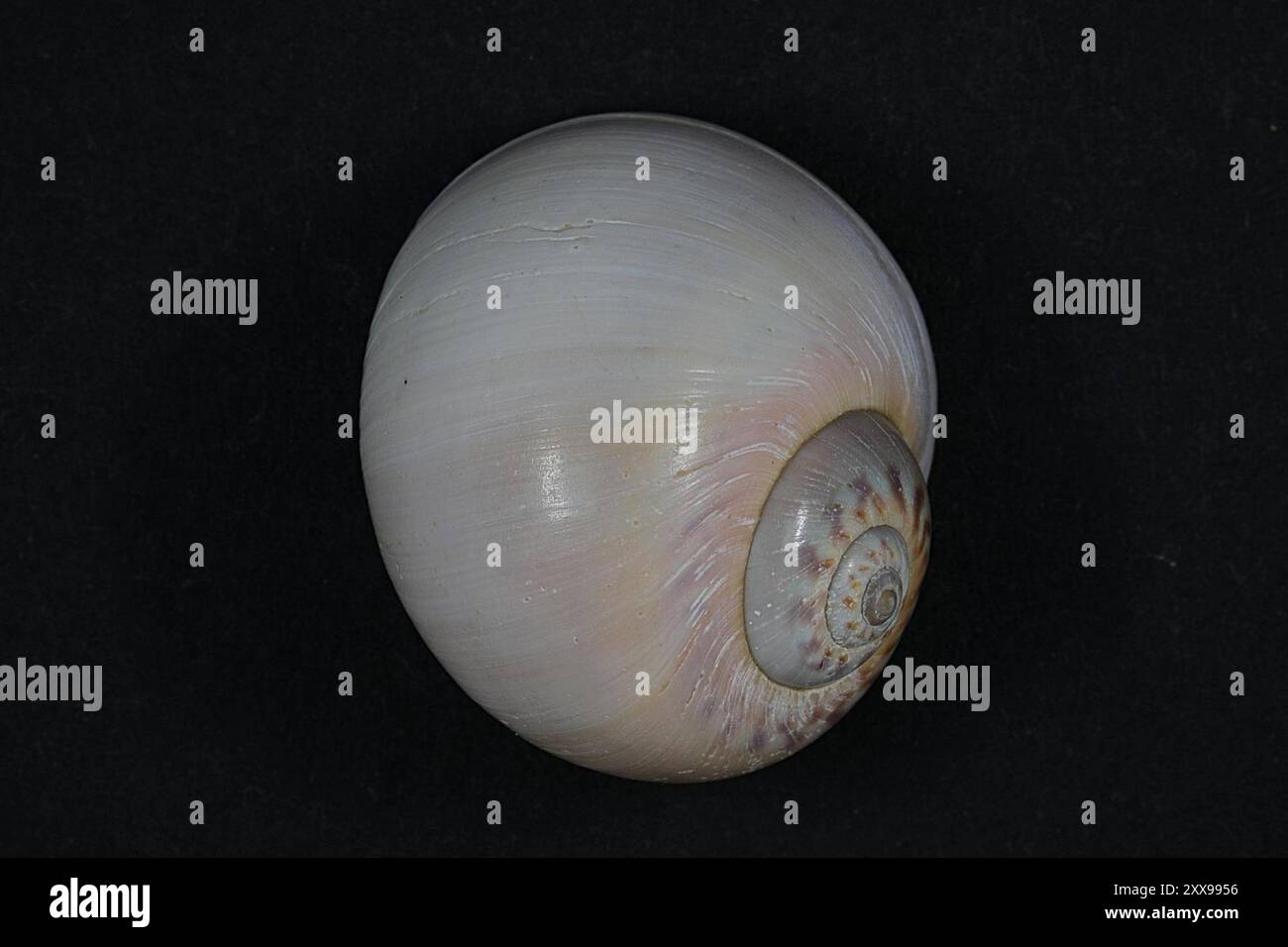 Large Necklace Shell (Euspira catena) Mollusca Stock Photo - Alamy