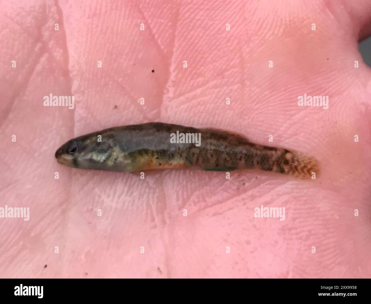 Greenthroat Darter (Etheostoma lepidum) Actinopterygii Stock Photo - Alamy
