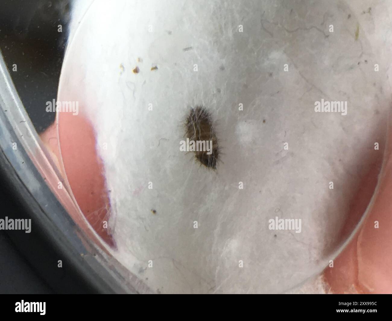 Skin Beetles (Dermestidae) Insecta Stock Photo - Alamy