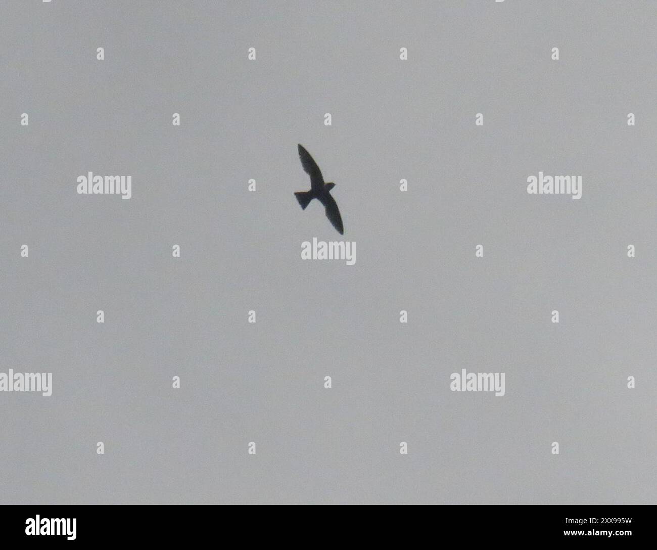 White-collared Swift (Streptoprocne zonaris) Aves Stock Photo - Alamy