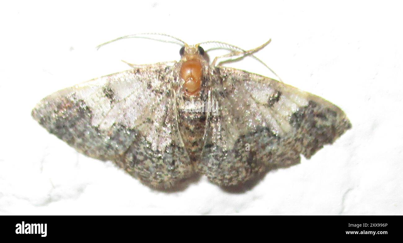 Geometer Moths (Geometridae) Insecta Stock Photo - Alamy