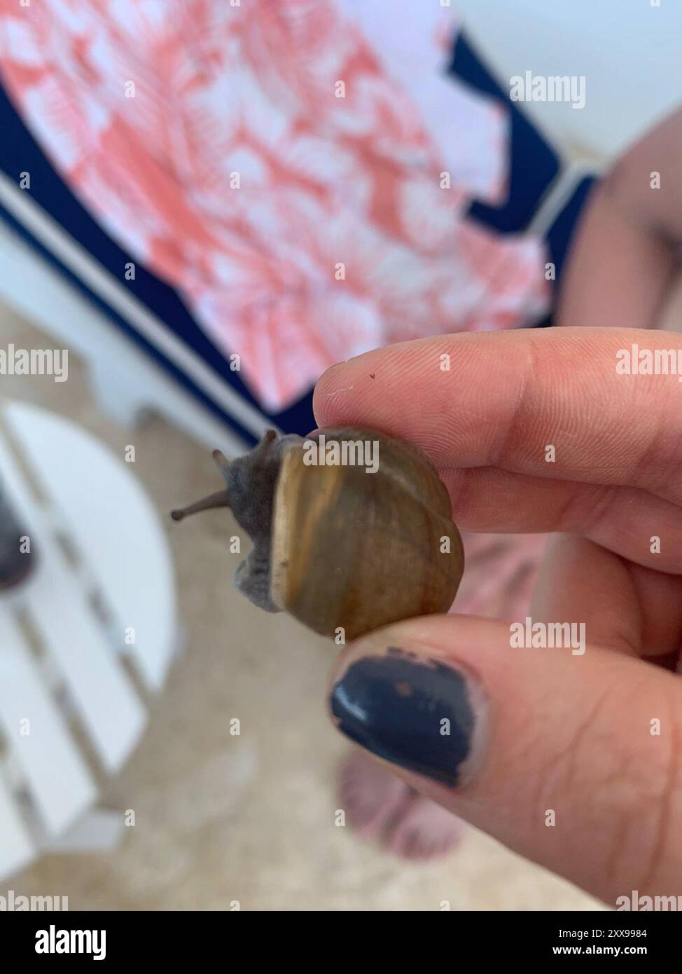 Cuban Brown Snail (Zachrysia provisoria) Mollusca Stock Photo - Alamy