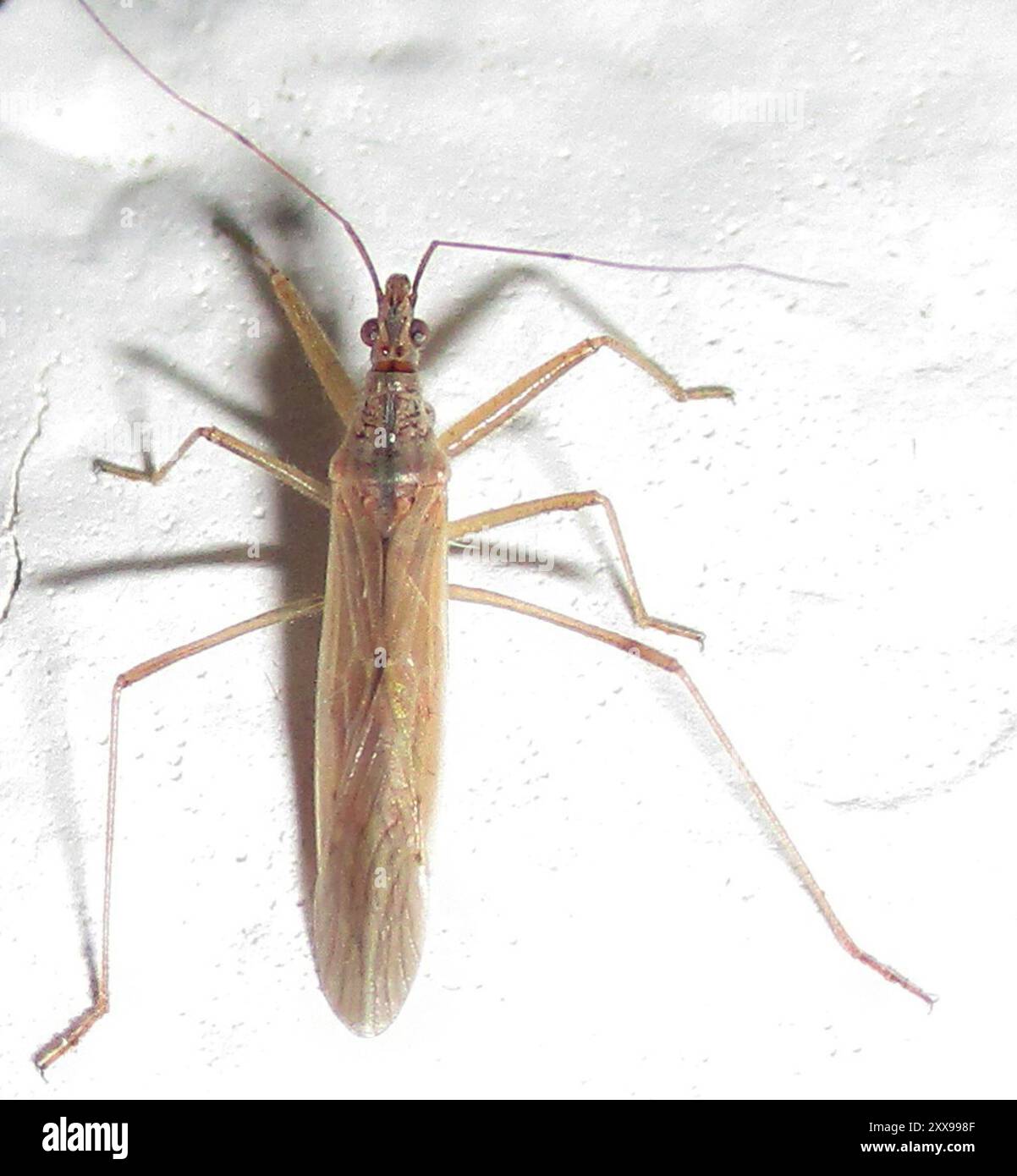 (Nabis capsiformis) Insecta Stock Photo - Alamy