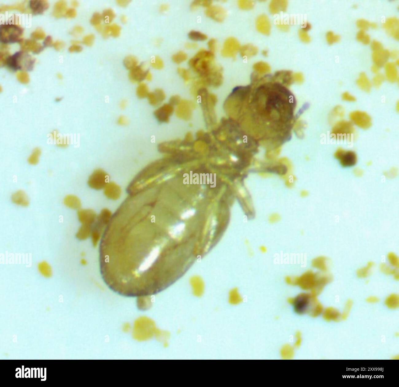 Liposcelis hi-res stock photography and images - Alamy