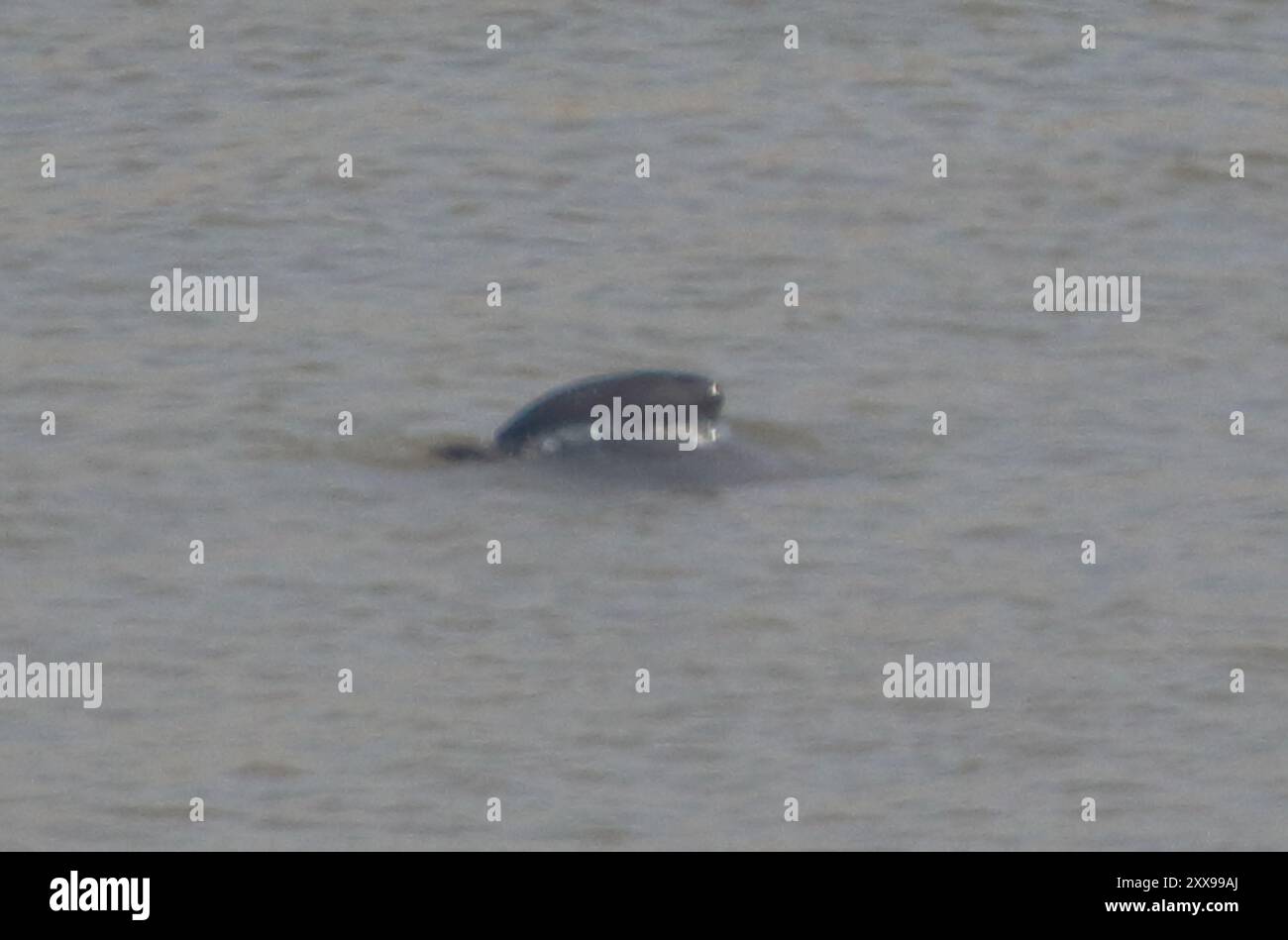 Yangtze Finless Porpoise (Neophocaena asiaeorientalis) Mammalia Stock ...