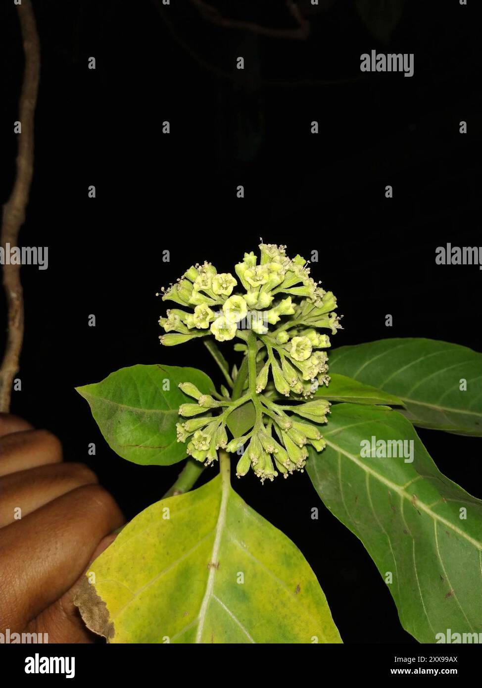 grand devil's-claws (Pisonia grandis) Plantae Stock Photo - Alamy