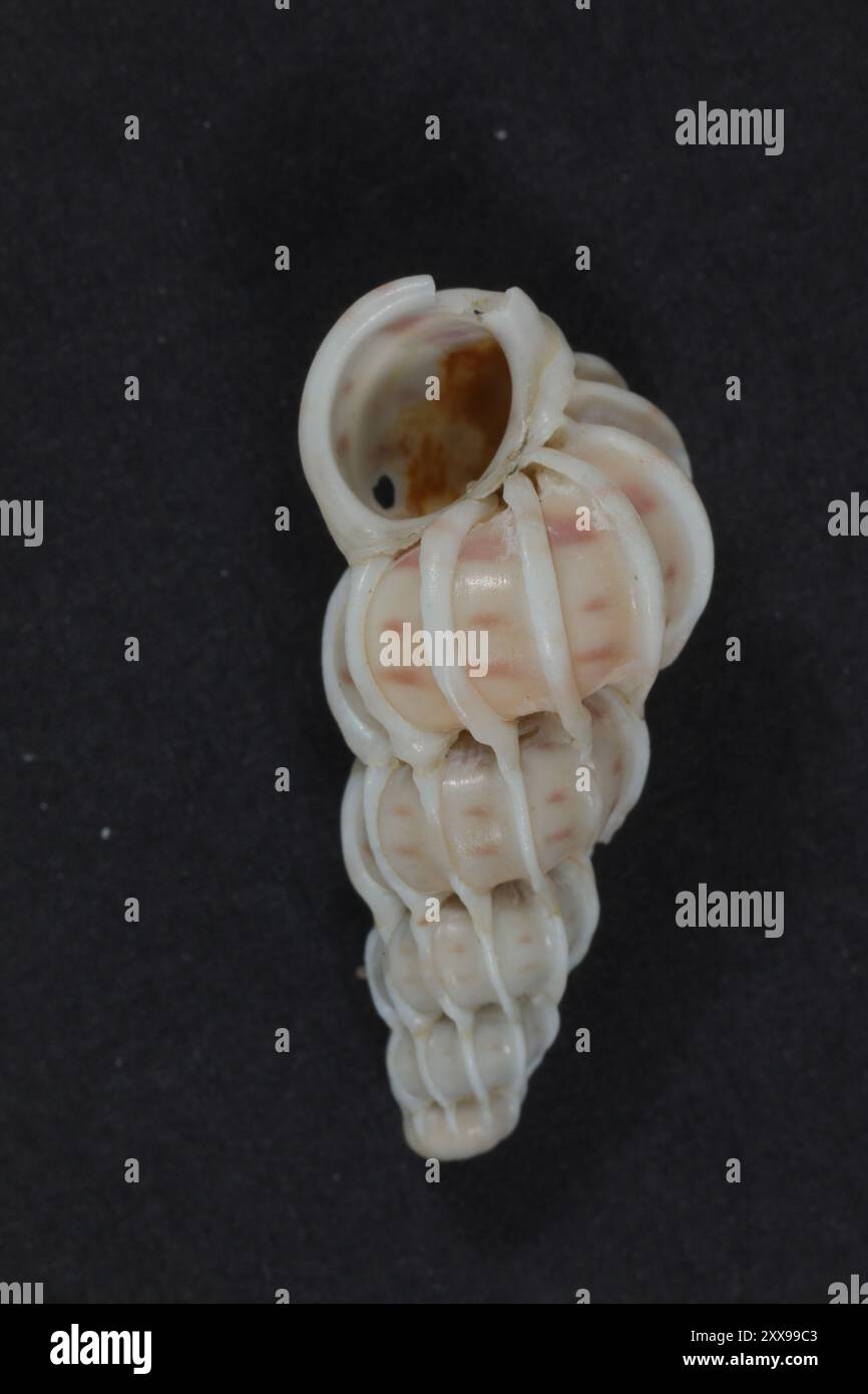 Common Wentletrap (Epitonium clathrus) Mollusca Stock Photo - Alamy