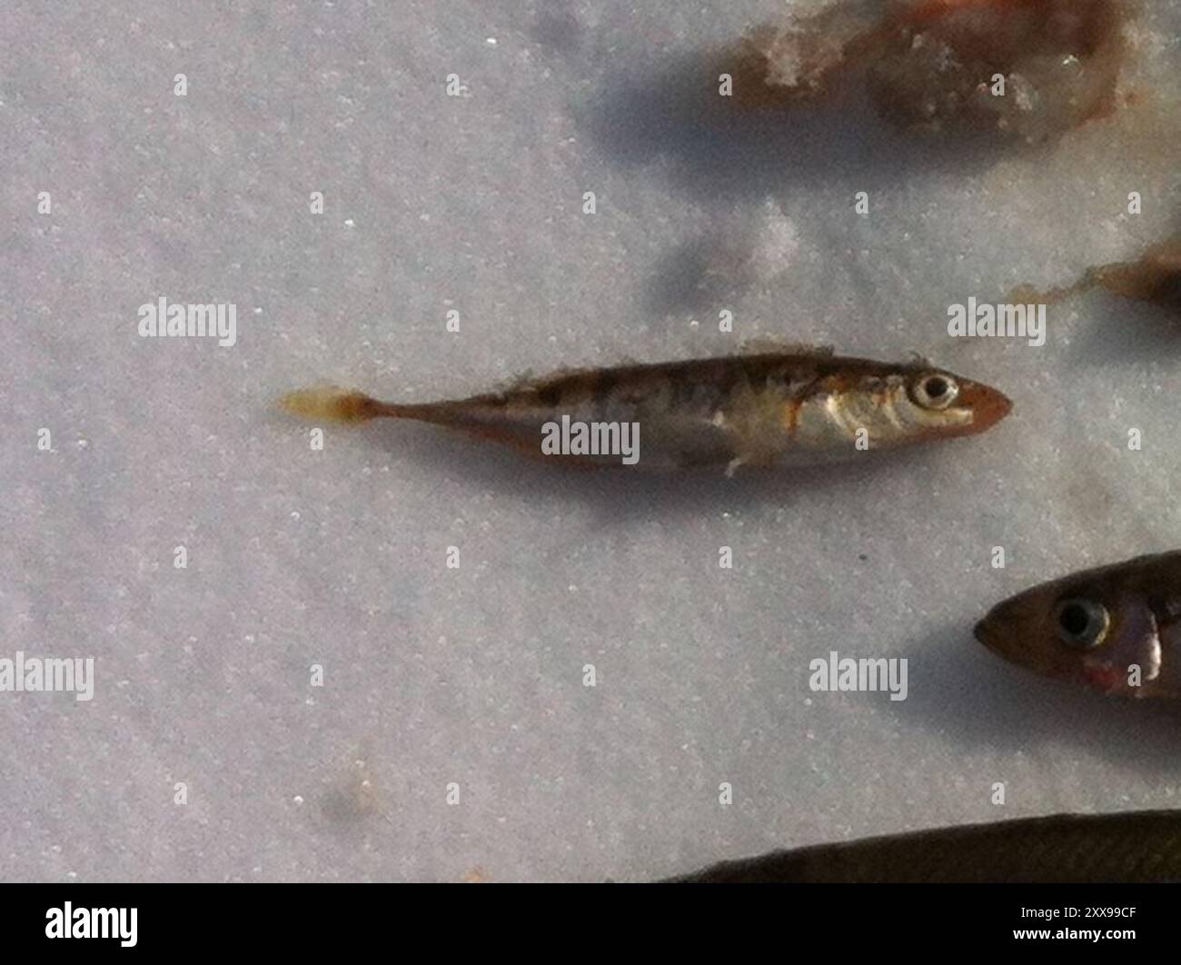 Ninespine Stickleback (Pungitius pungitius) Actinopterygii Stock Photo ...