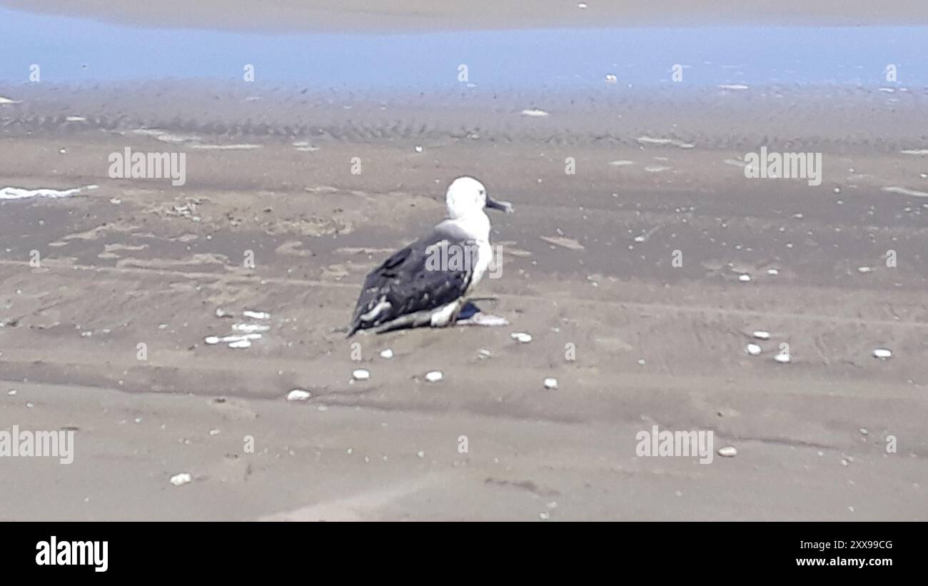 Atlantic Yellow-nosed Albatross (Thalassarche chlororhynchos) Aves ...