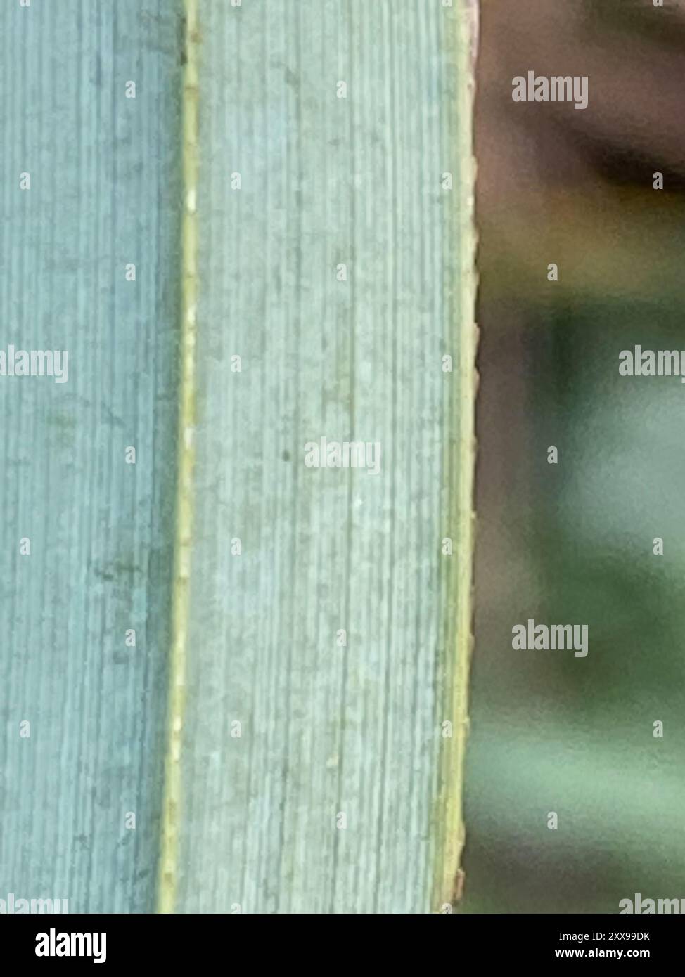 Jamaica swamp sawgrass (Cladium mariscus jamaicense) Plantae Stock ...