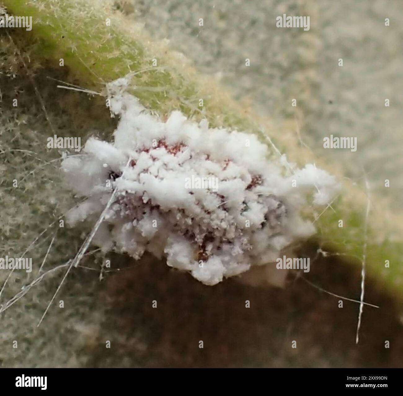 Giant Scale Insects (Monophlebidae) Insecta Stock Photo - Alamy