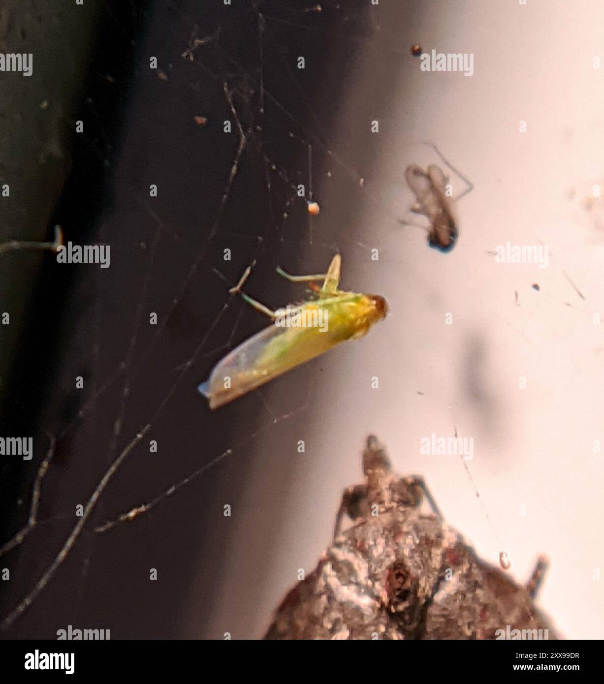 Typical Leafhoppers (Cicadellidae) Insecta Stock Photo - Alamy