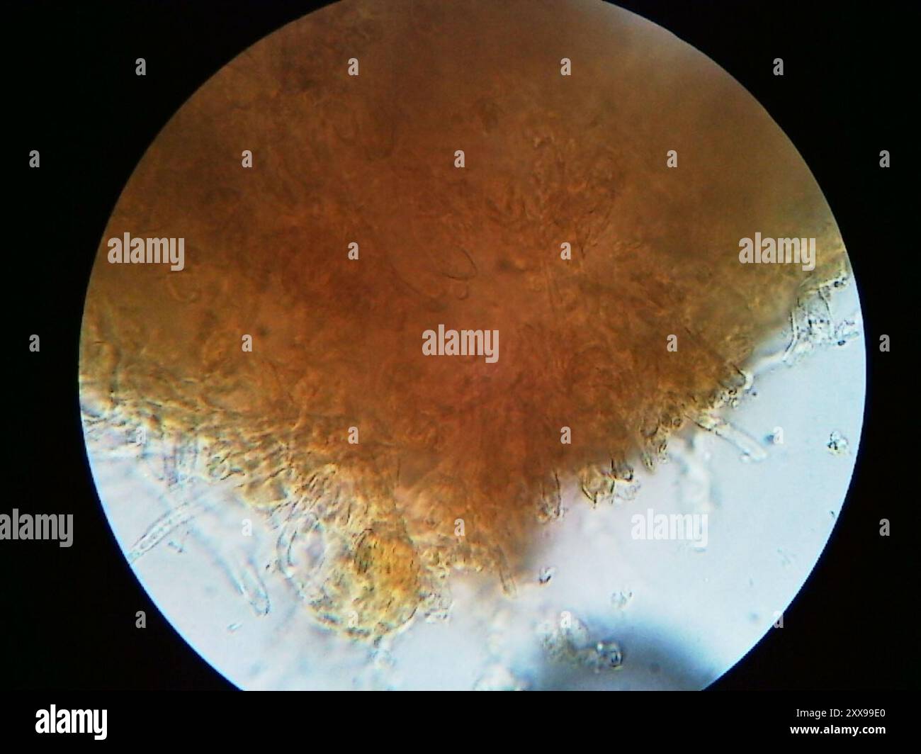 (Capronia pilosella) Fungi Stock Photo - Alamy