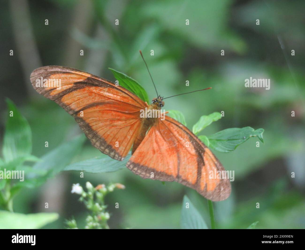 Julia Heliconian (Dryas iulia) Insecta Stock Photo - Alamy