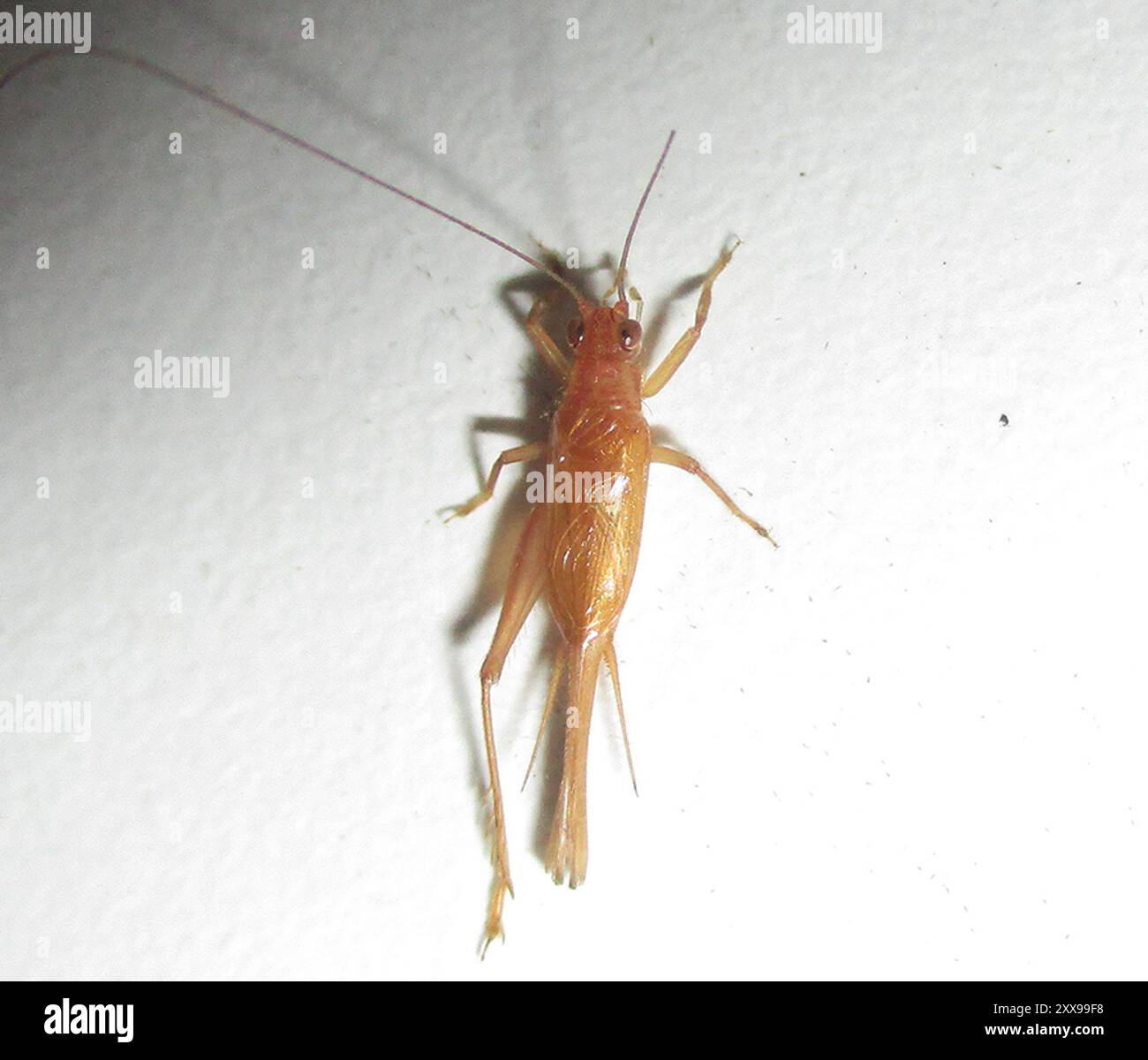 Trigs, Sword-tailed Crickets, and Ground Crickets (Trigonidiidae ...