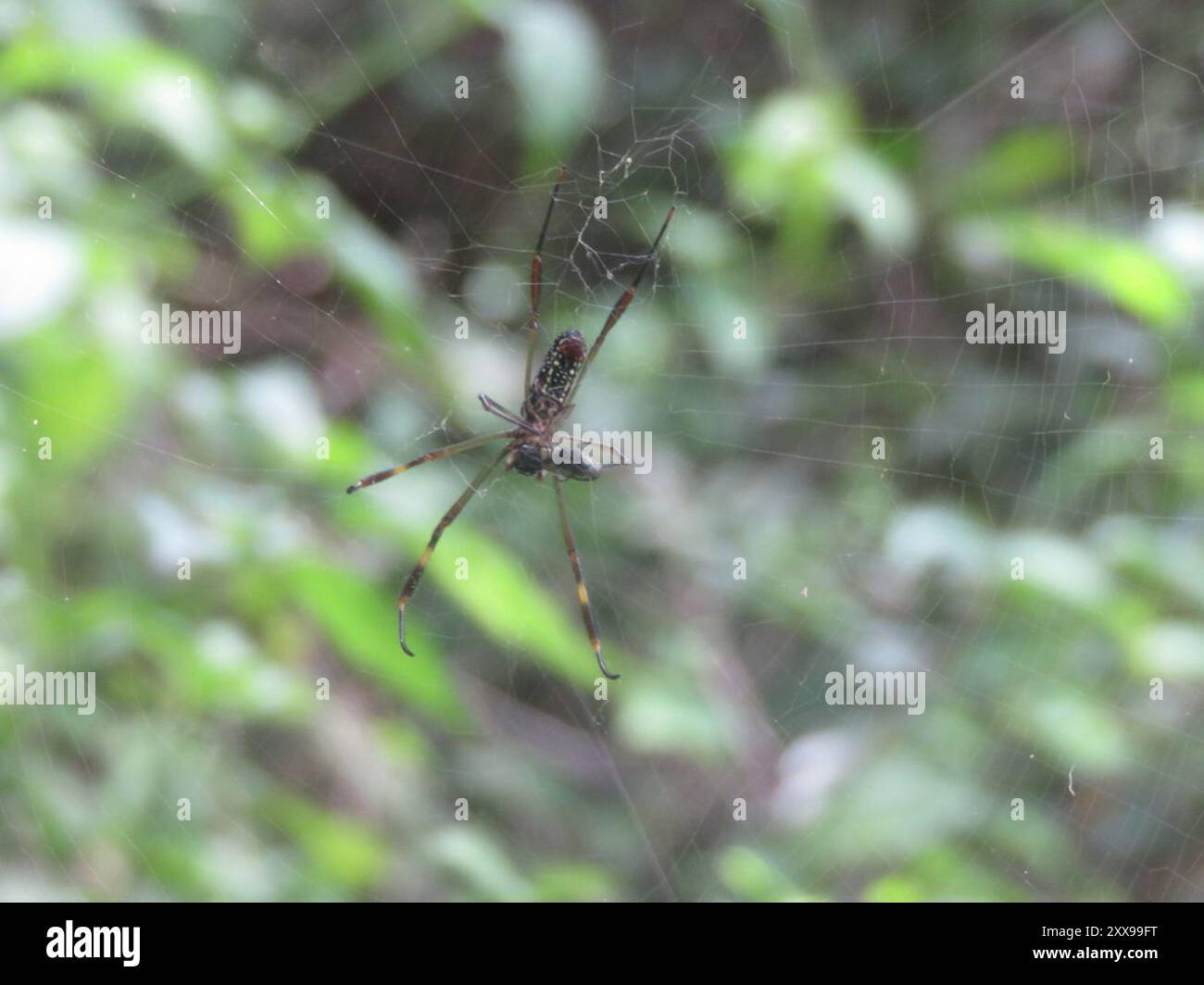 Golden Silk Spider (Trichonephila clavipes) Arachnida Stock Photo - Alamy