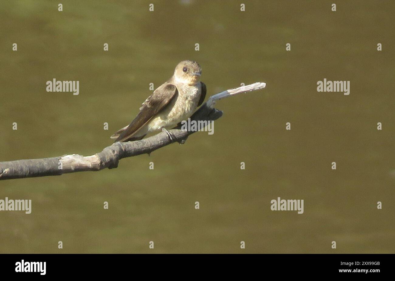 Southern Rough-winged Swallow (Stelgidopteryx ruficollis) Aves Stock ...