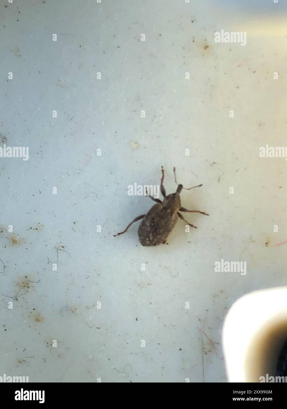 Postica hi-res stock photography and images - Alamy