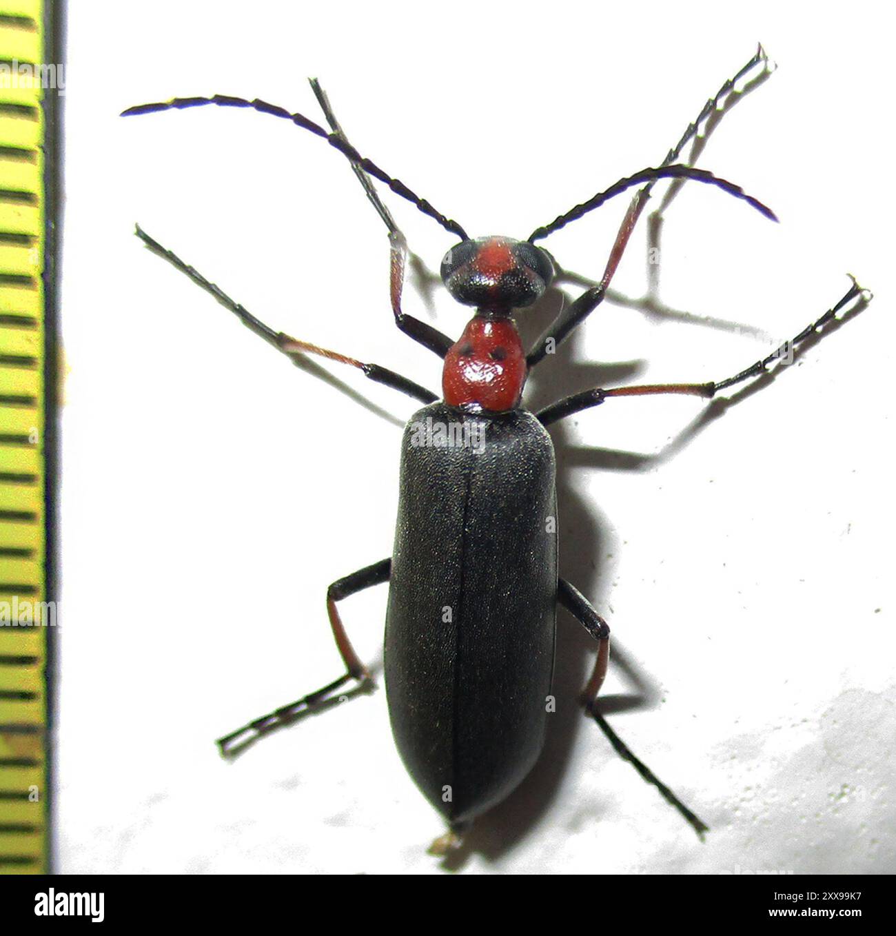 Blister Beetles (Meloidae) Insecta Stock Photo - Alamy