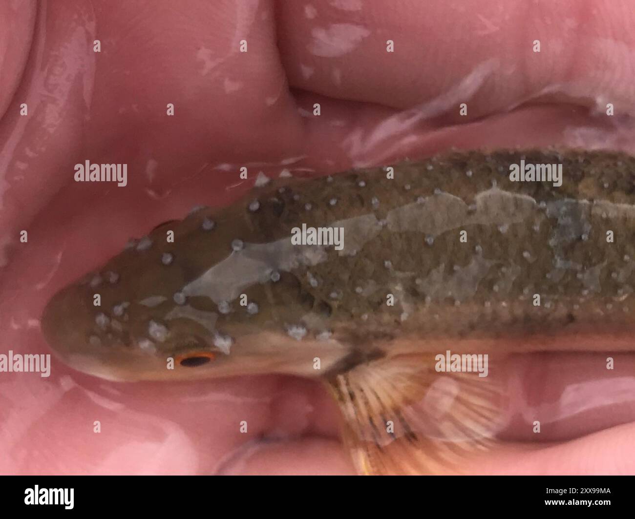 Central Stoneroller (Campostoma anomalum) Actinopterygii Stock Photo ...