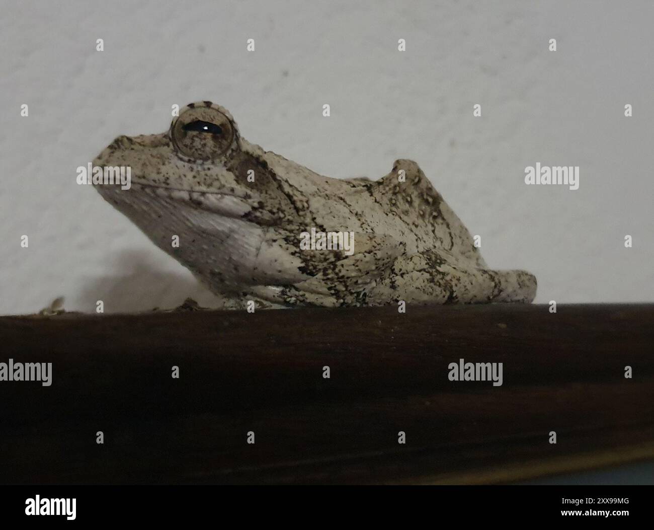 Grey Foam-nest Tree Frog (Chiromantis xerampelina) Amphibia Stock Photo - Alamy