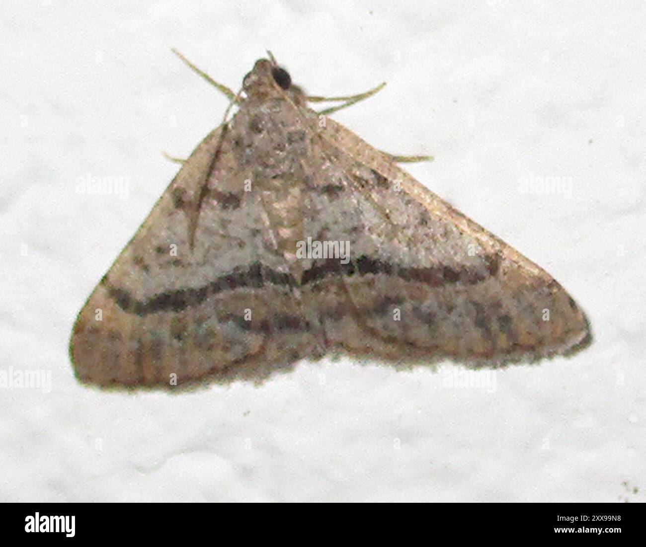 Angle Moths and Allies (Macariini) Insecta Stock Photo - Alamy