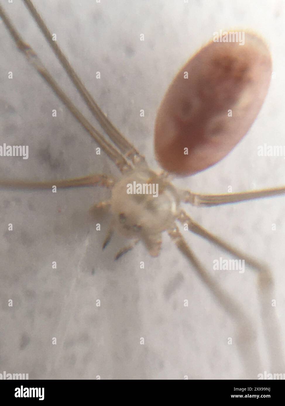 Long-bodied Cellar Spider (Pholcus phalangioides) Arachnida Stock Photo ...