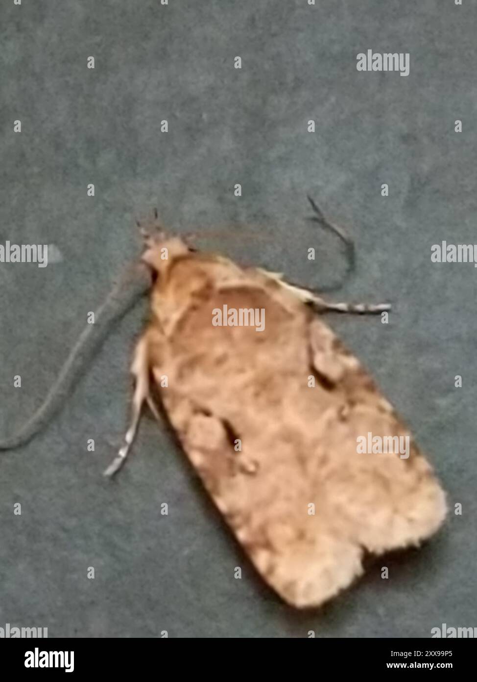 Curved-lined Agonopterix Moth (Agonopterix curvilineella) Insecta Stock ...