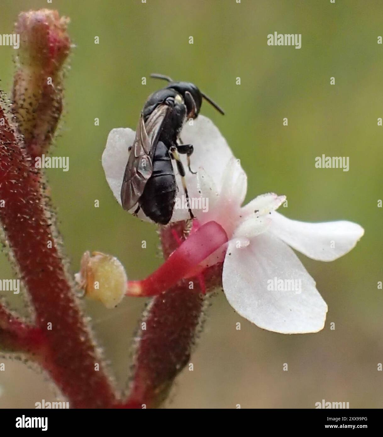 Square-headed Masked Bee (Hylaeus quadriceps) Insecta Stock Photo - Alamy