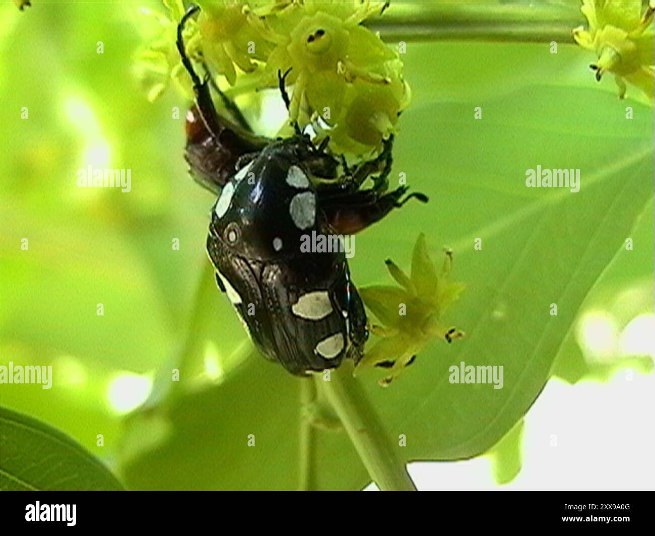 White-spotted Fruit Chafer (Mausoleopsis amabilis) Insecta Stock Photo ...