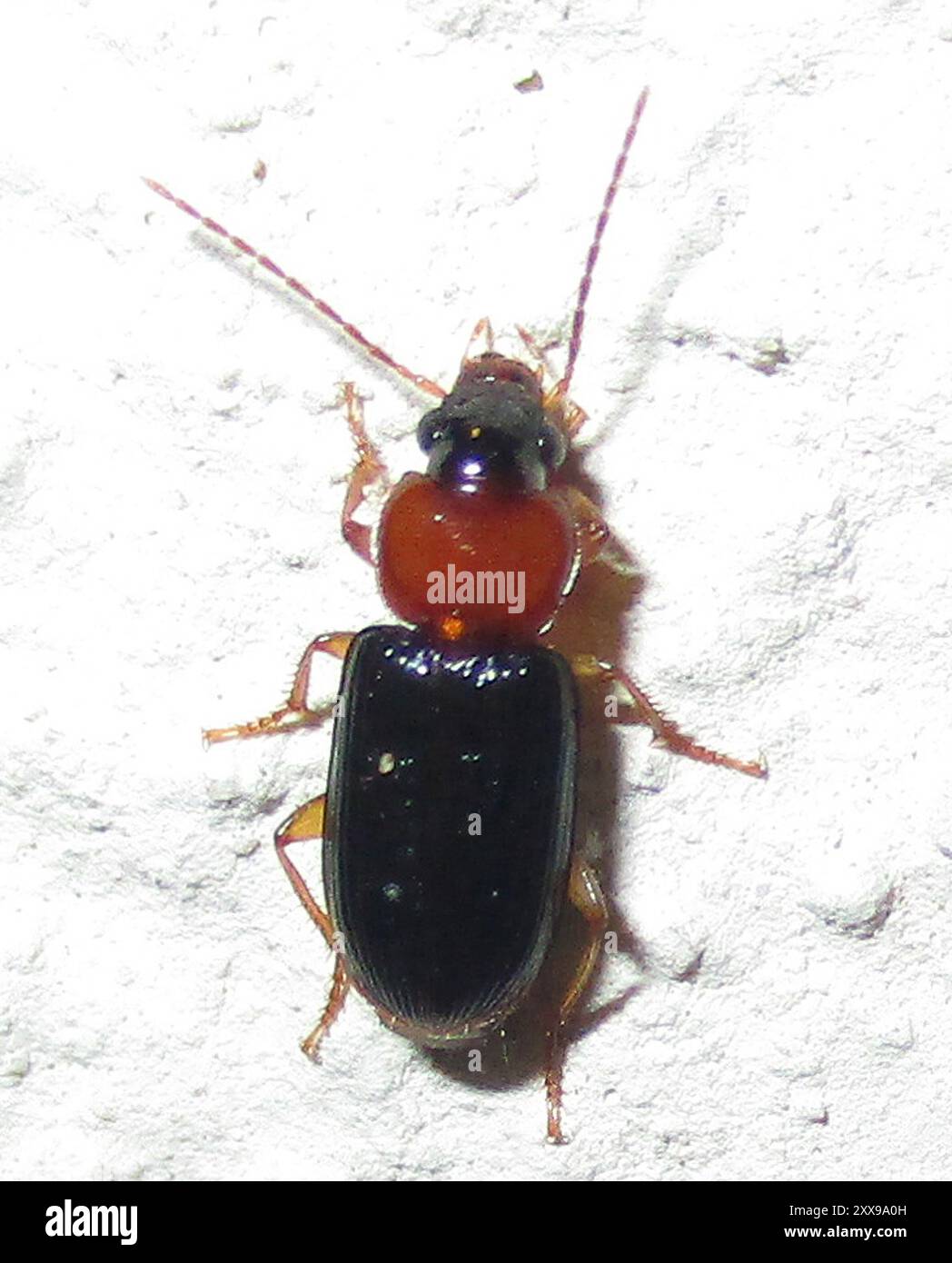 (Stenolophus alacris) Insecta Stock Photo - Alamy