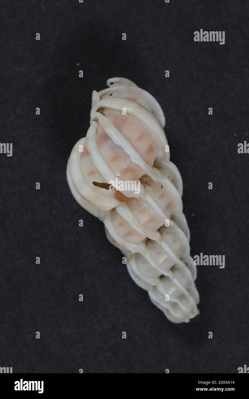 Common Wentletrap (Epitonium clathrus) Mollusca Stock Photo - Alamy