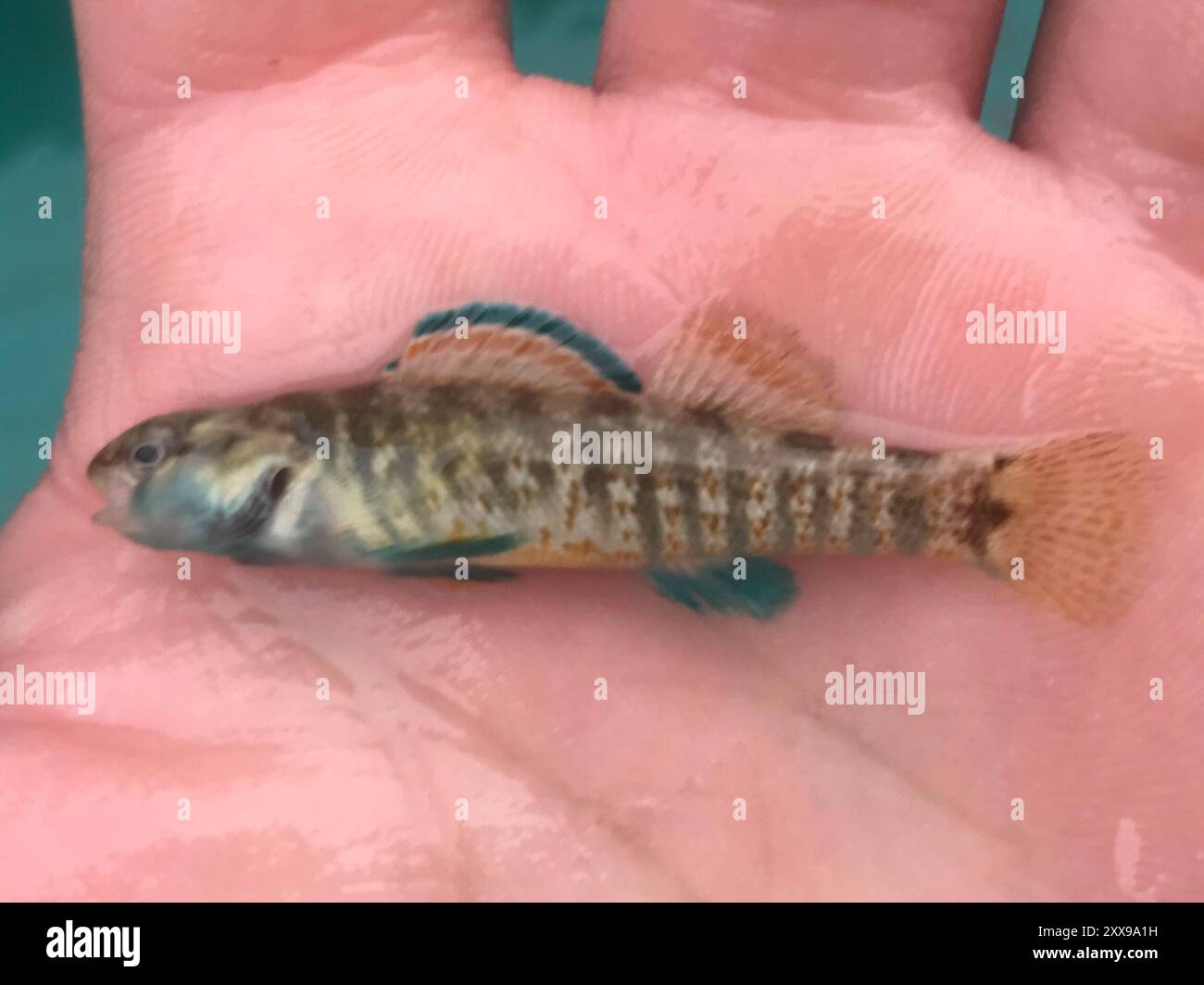 Greenthroat Darter (Etheostoma lepidum) Actinopterygii Stock Photo - Alamy