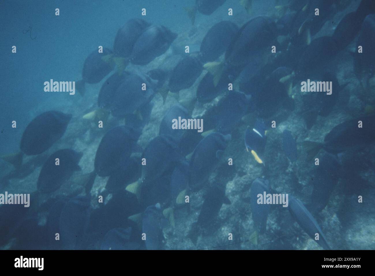 Razor Surgeonfish (Prionurus laticlavius) Actinopterygii Stock Photo ...