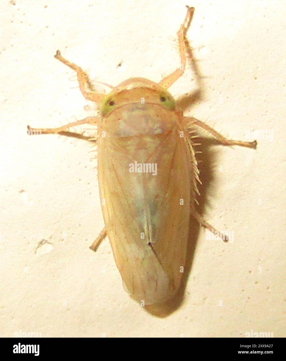 Typical Leafhoppers (Cicadellidae) Insecta Stock Photo - Alamy