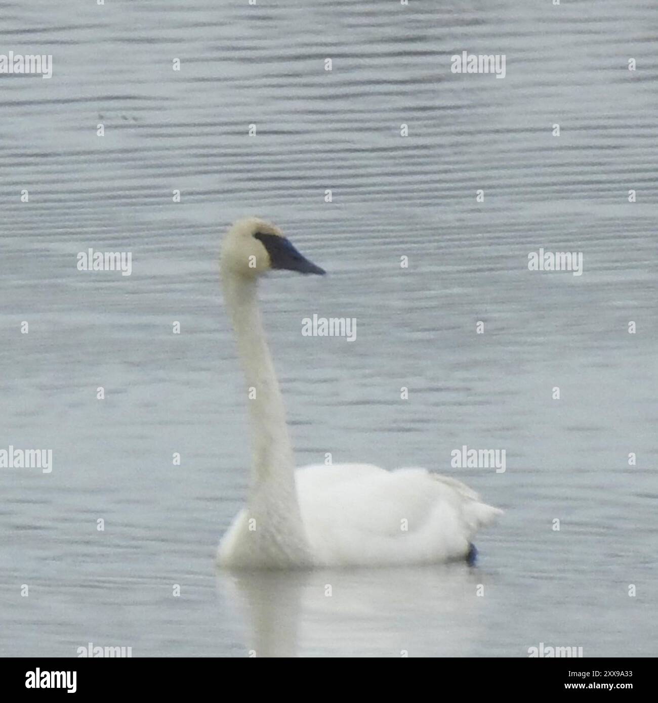 Trumpeter Swan (Cygnus buccinator) Aves Stock Photo - Alamy