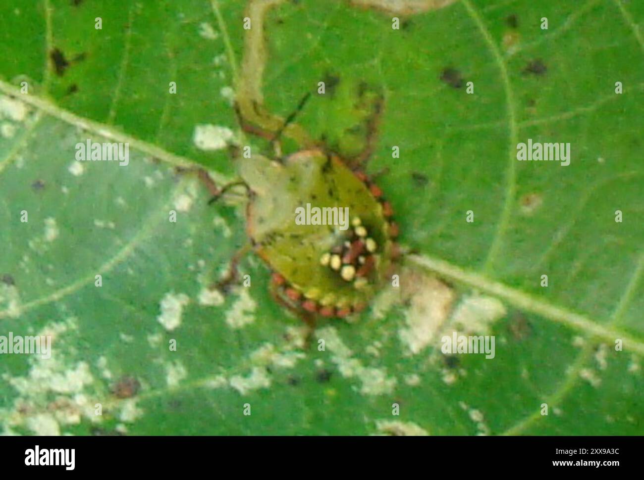 Southern Green Stink Bug (Nezara viridula) Insecta Stock Photo - Alamy