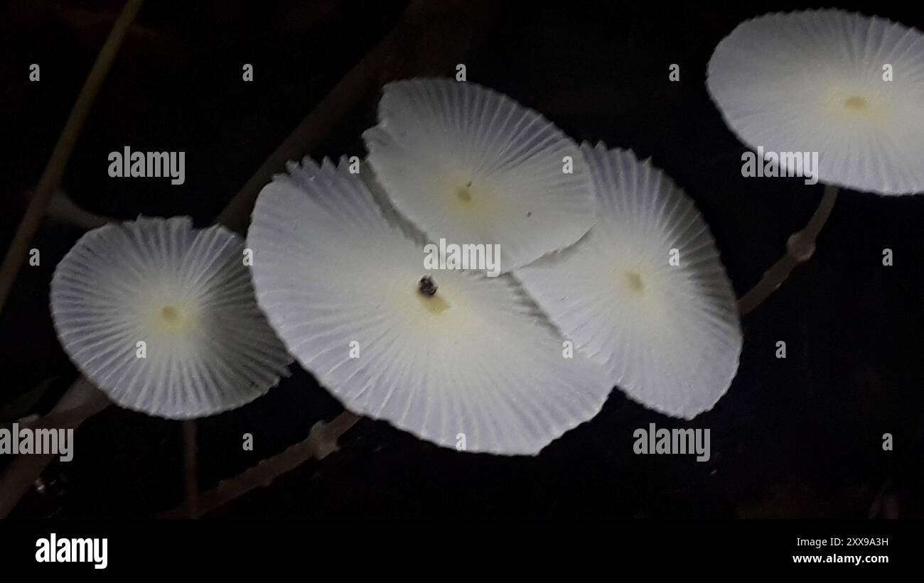 Fragilissimus hi-res stock photography and images - Alamy