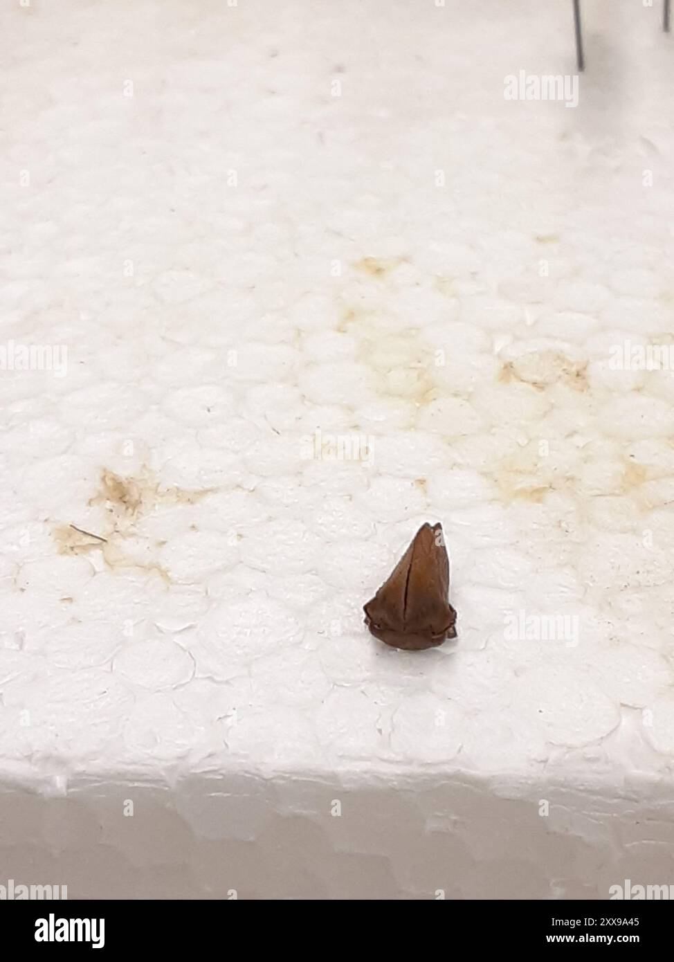 Archasia hi-res stock photography and images - Alamy