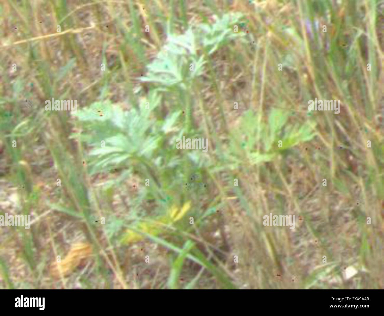 absinthe wormwood (Artemisia absinthium) Plantae Stock Photo - Alamy