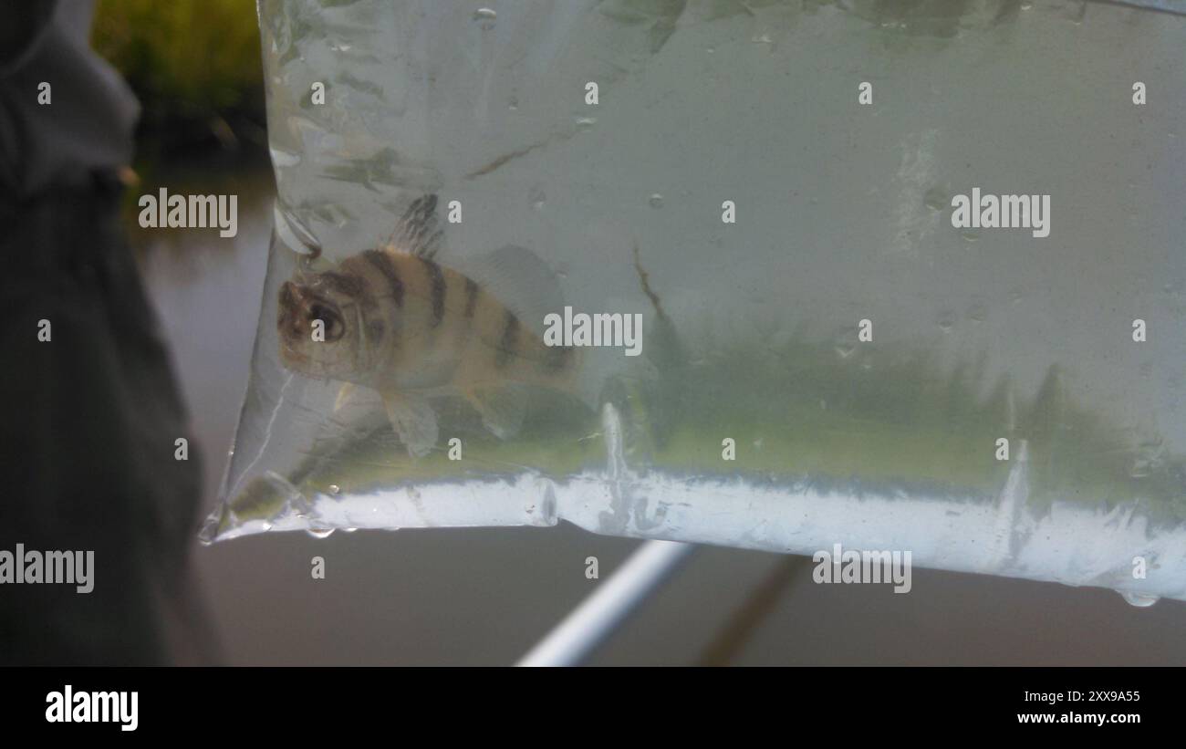 Black Drum (Pogonias cromis) Actinopterygii Stock Photo - Alamy
