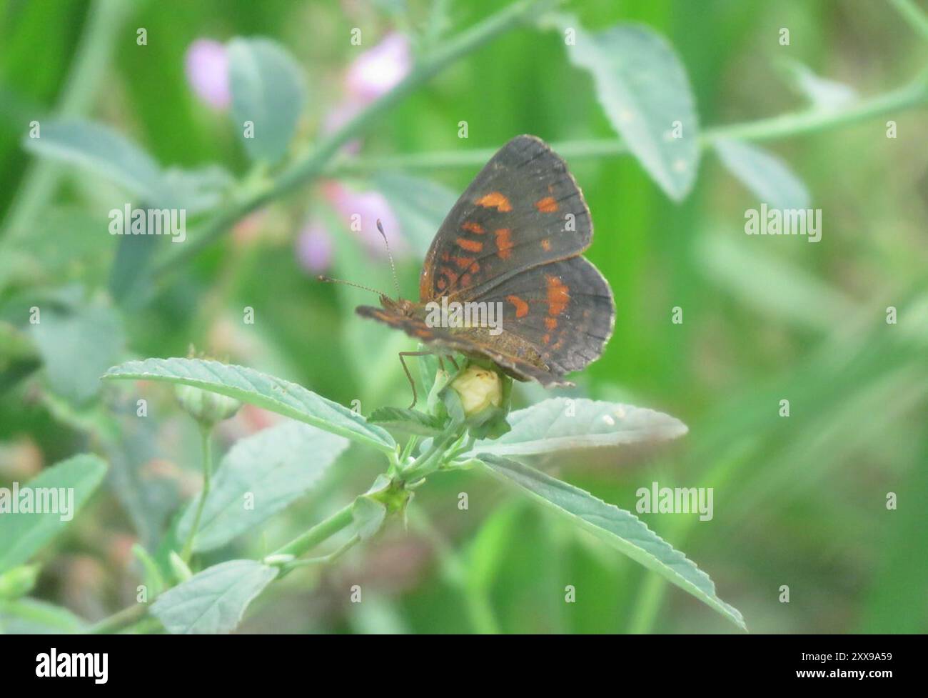 (Ortilia velica) Insecta Stock Photo - Alamy